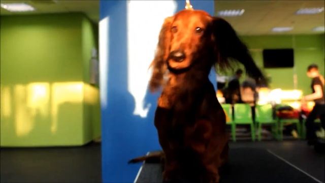 Озорной Гуляка из Страны Грёз