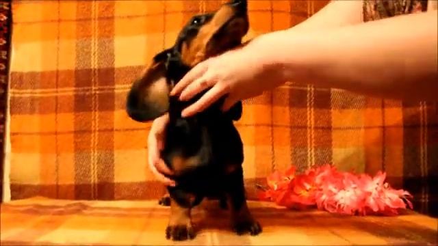 Добрыня Никитич из Страны Грез