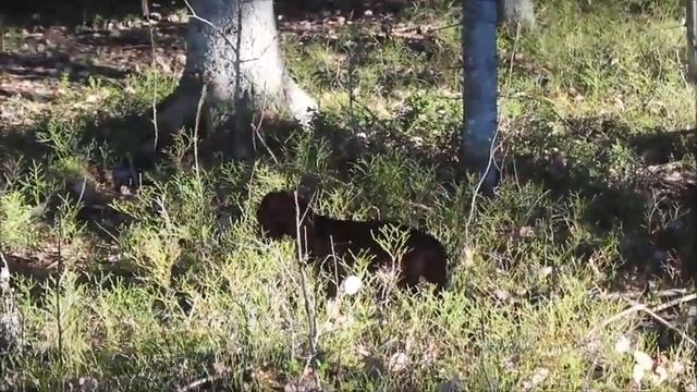 dachshund standard smooth-haired, brindle girl