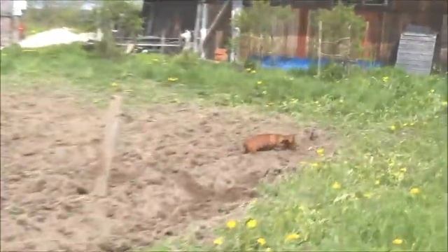 Кацу  огородница