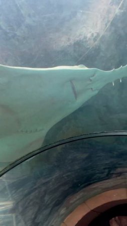 Bahamas Sawfish @ Atlantis Hotel!