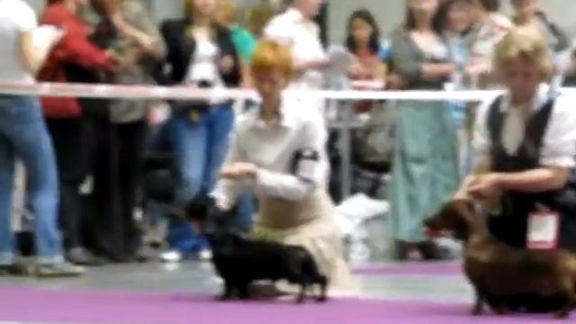 Знак Качества из Страны Грез в ринге