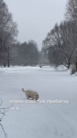 Собака - друг человека