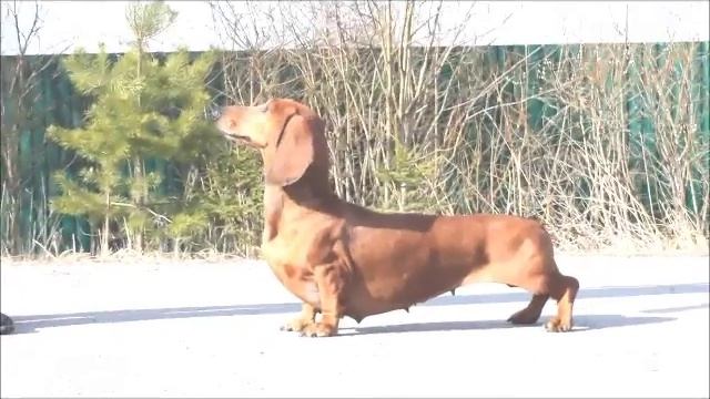 Надежда России из Страны Грёз   6 лет