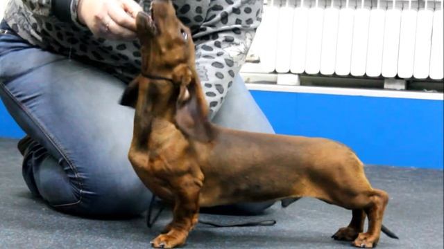 Подарок Судьбы из Страны Грёз