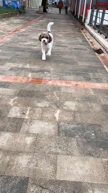 Черногорский пёс  #montenegro