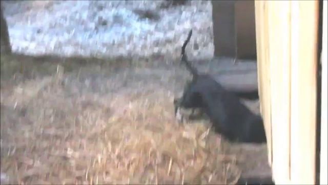 Новое развлечение