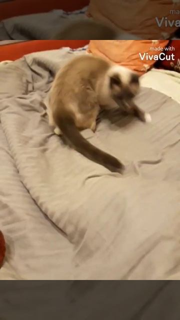 Like a tiger