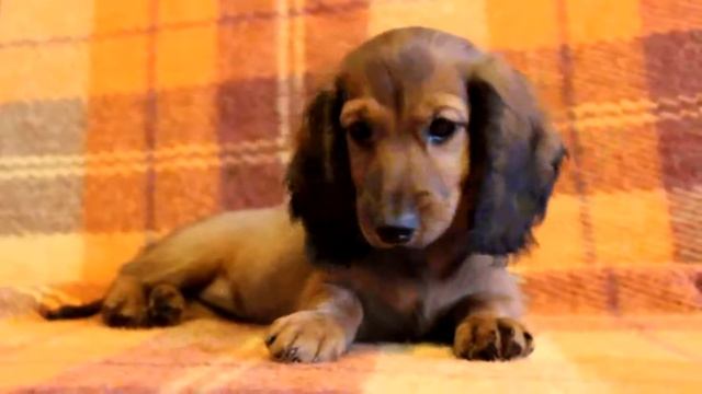 Гармония Души из Страны Грез