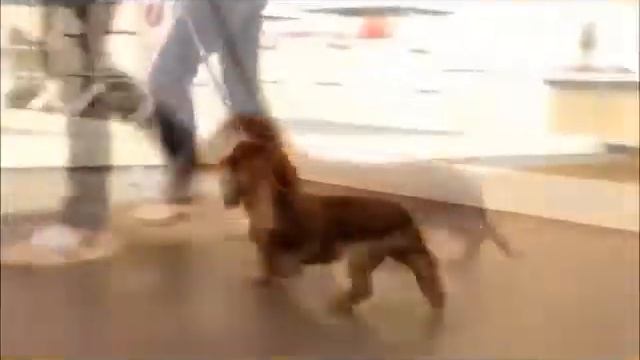 Мы Из Страны Грёз - щенки и собаки питомника