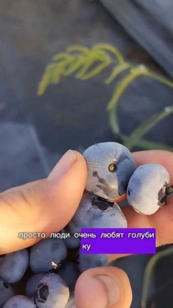 Самый сладкий подарок #сад #огород