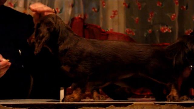 26.11.12 Три сестрички шоколадки Из Страны Грез