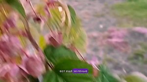 Никогда не пожалеете, что приобрели этот сорт. Малина Поэмат.