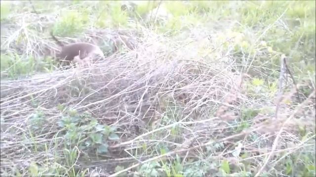 Первая прогулка маленькой таксы на даче