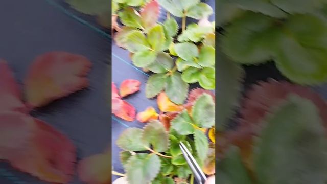 Перекусы для усов