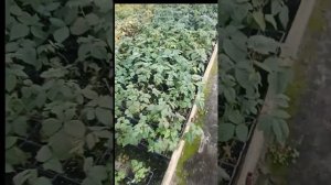 Осень. Саженцы в посылку.