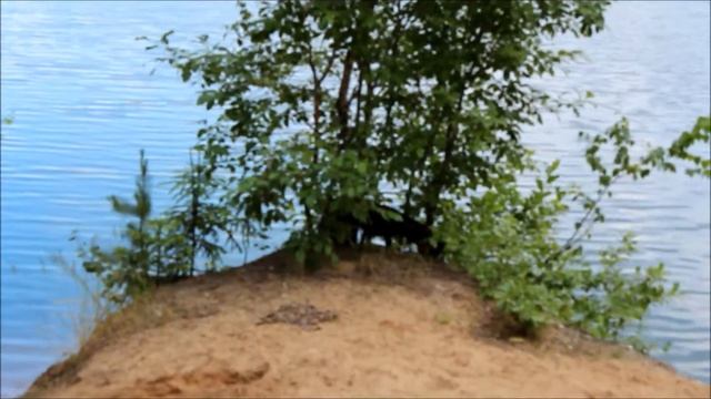 Таксы на отдыхе 06.07.12