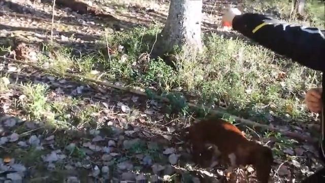 dachshund standard smooth-haired, brindle girl