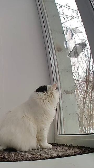 My cat's sixth sense of spring