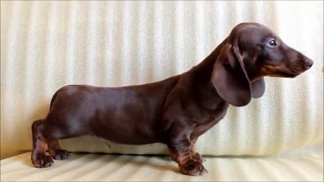 Ланселот Из Страны Грез