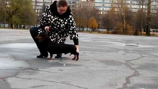 kennel-stranagrez.ru - Ho Rüd Ho Irondachs