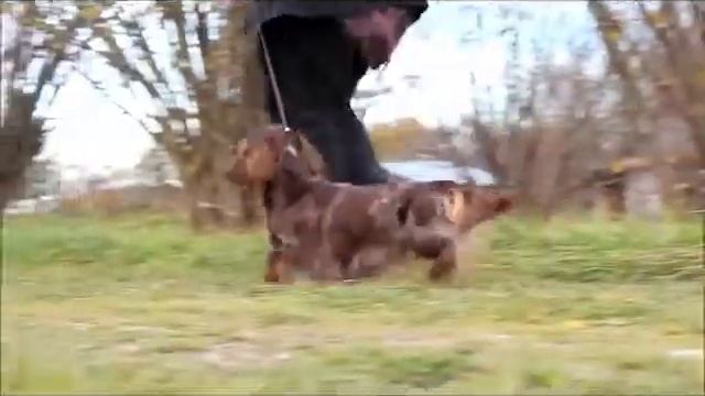 ЧУПА ЧУПС ИЗ СТРАНЫ ГРЁЗ