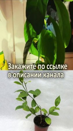 Павловский лимон для комнатного выращивания – дает плоды круглый год