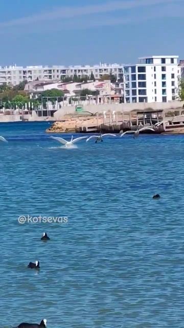 Лебеди  зимуют #лебеди #море #юг #крым #черноеморе