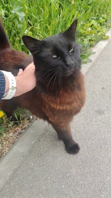 Интересный такой окрас у кошечки❤️#кошка #кошечка #черныйкот #котыСевастополя #коричневаякошка