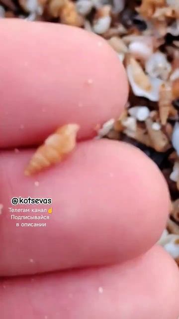 Маленькие ракушки на берегу Черного моря #раккшки #черноеморе #море #дарыморя