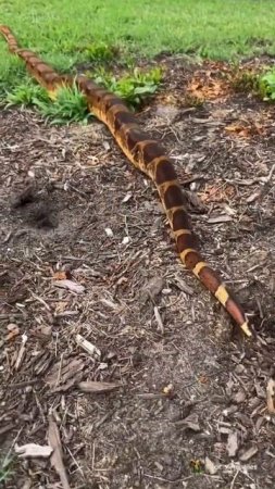 Boa Constrictor crusin 🐍🐍