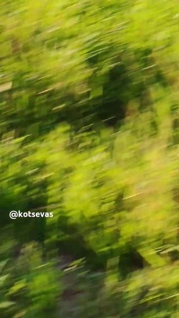 Серый зашёл не на свою территорию) пошёл обратно на остановку #котысевастополя #кот #разборкикотов