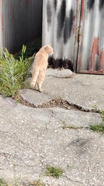 Кремовая кошечка проверяет, кто приехал в гараж) #кошечка #КотыСевастополя #сторож #юмор