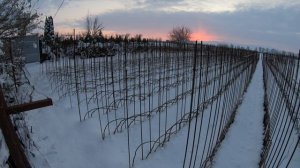 Штамбовые розы зимовка каталог 2025 осень