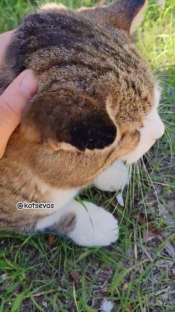 Просто огромный кот, живёт рядом с морем, питание отличное  кормят домашним фаршем #котысевастополя