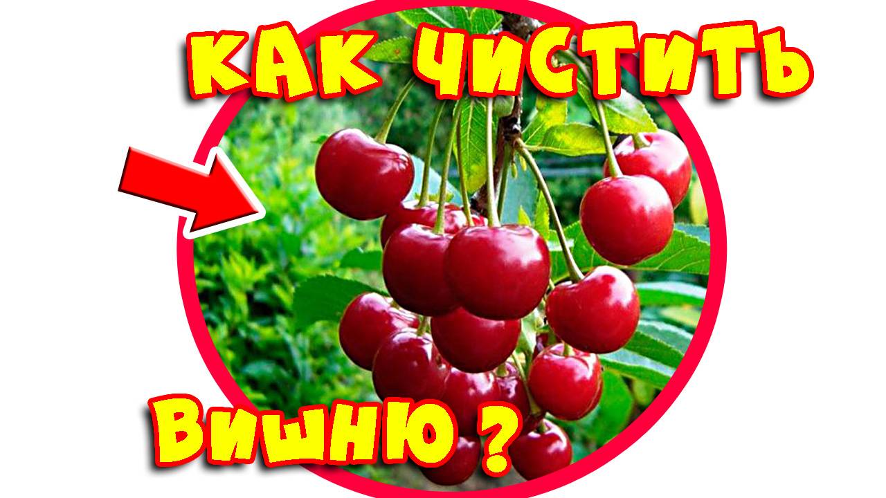 Как почистить вишню от косточек, несколько способов