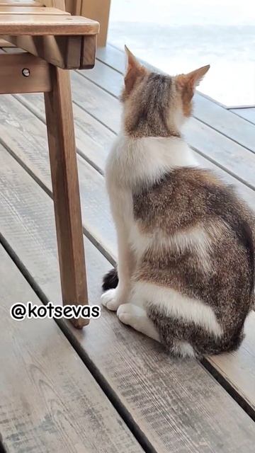 Кисуня, наблюдает,чтобы все  оплатили свои счета) #КотыСевастополя #кот