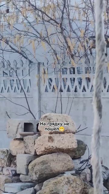 Тигр не пошел на грядку, полез на забор)))) #котысевастополя #СевастопольскиеКоты #КрымскиеКоты