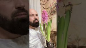 Гиацинты