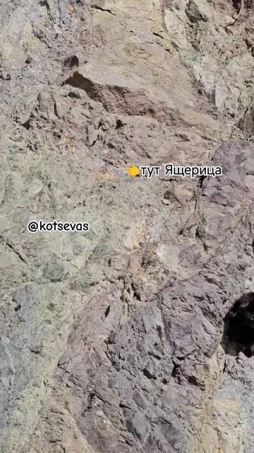 Кошка-скалолаз, охотитсяпервый раз такое вижу #КотыСевастополя  #кошкаскалолаз #котохотится #кошка