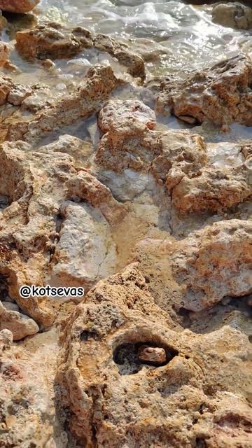 Крабик #крабик #краб #жителиморя #черноеморе