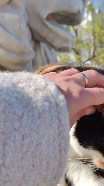 Кицуня  #КотыСевастополя #кошечка