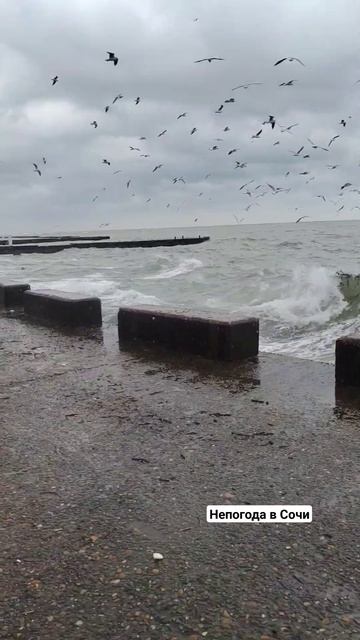 Непогода в Сочи, чайки и хаски, море.