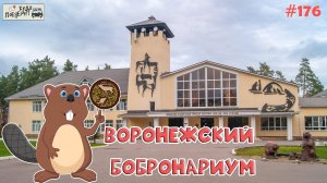 В гостях у бобров: гуляем по Воронежскому Бобронариуму🦫