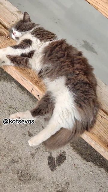 Сытый кот,которого кыс-кыс не интересует #КотыСевастополя #сытыйкот #Кот #Котяра