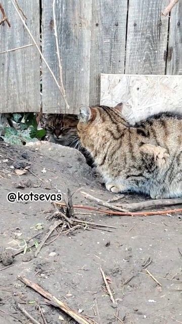 Усатый полосатый #котысевастополя #cat #кошечка #котик #animals