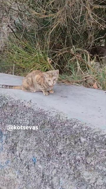 Сколько насчитали?) пиши в комменты #котысевастополя #cat #кот #коты #рыжиекоты #котята