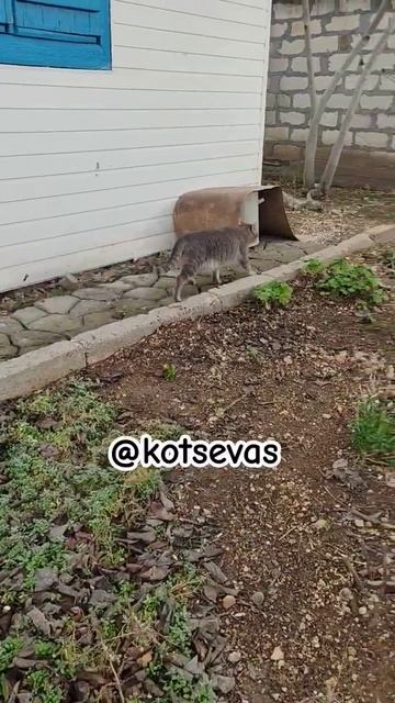 Кыс Кыс и слинял⬛ #котысевастополя #кот #cat