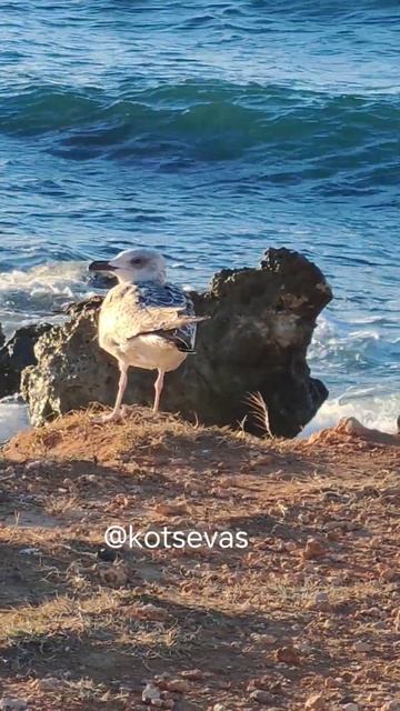 Гимнастика на закате Чайка смотрит на море, шум моря. #юмористическийконтент #юмор #морскаячайка