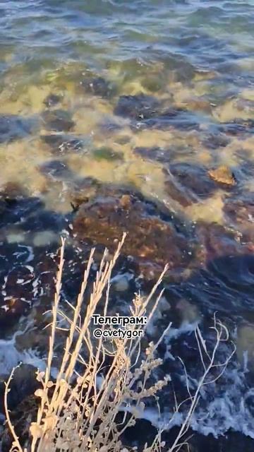 Сухоцветы с  Черноморского побережья  #сухоцветы #море #букетсухоцветов